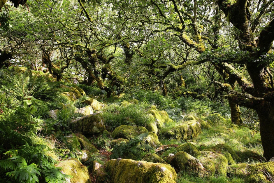 Tangled Oaks and Dithering Green in Wistman’s Wood – Zoetica Ebb ...